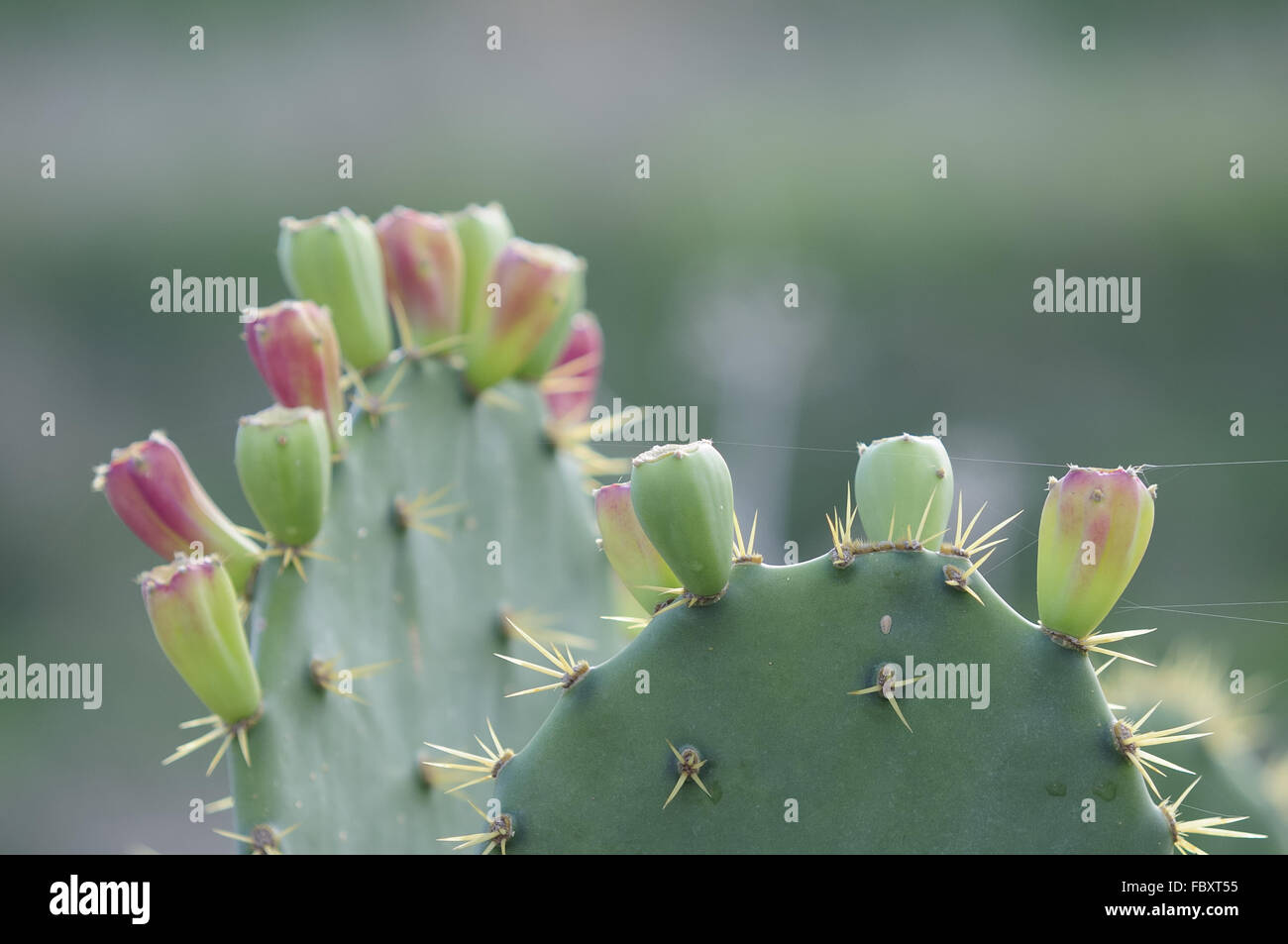 Opuntia nopales hi-res stock photography and images - Alamy