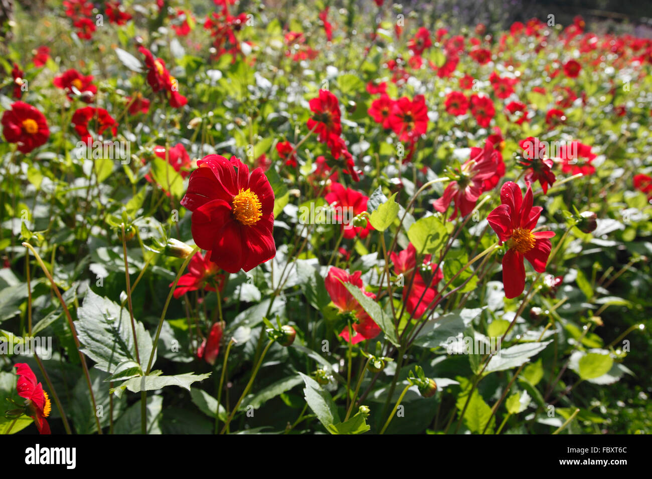 Irish castle with flowers hi-res stock photography and images - Alamy