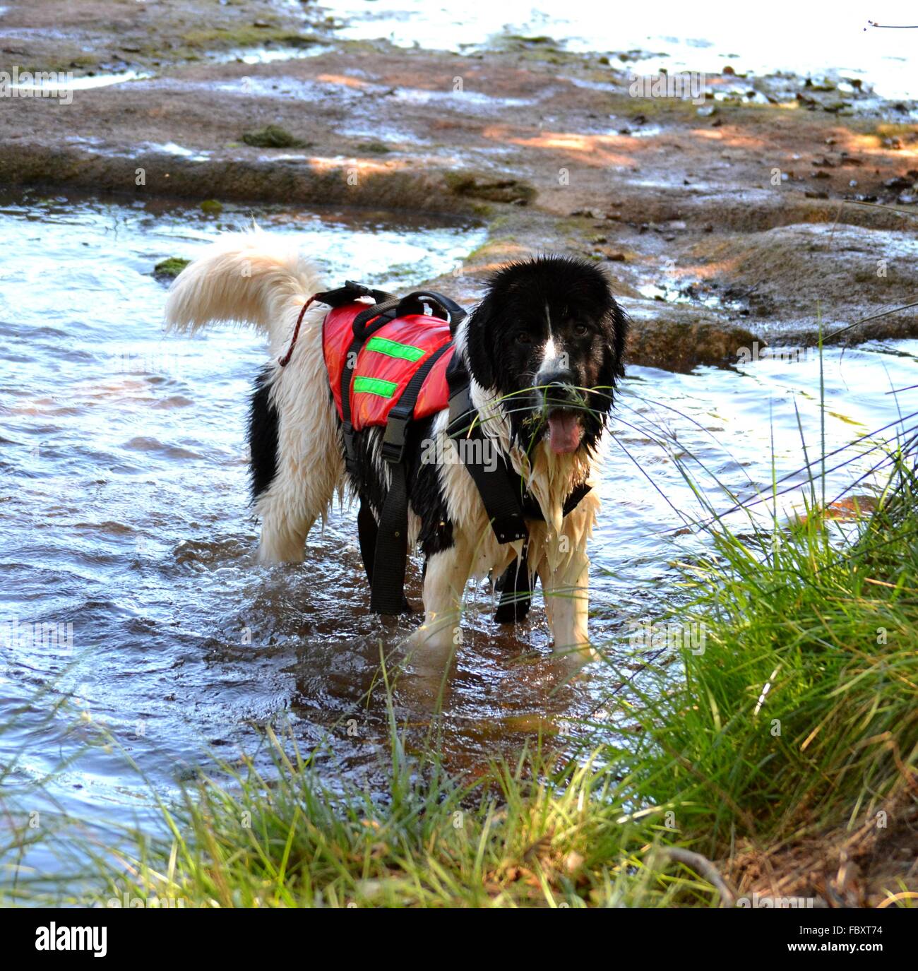 landseer, landseer dog, newfoundland, puppy, water work, waterwork, dog ...