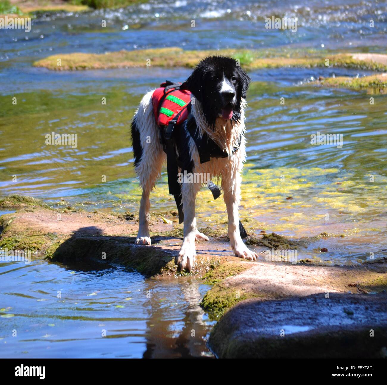 landseer, landseer dog, newfoundland, puppy, water work, waterwork, dog ...