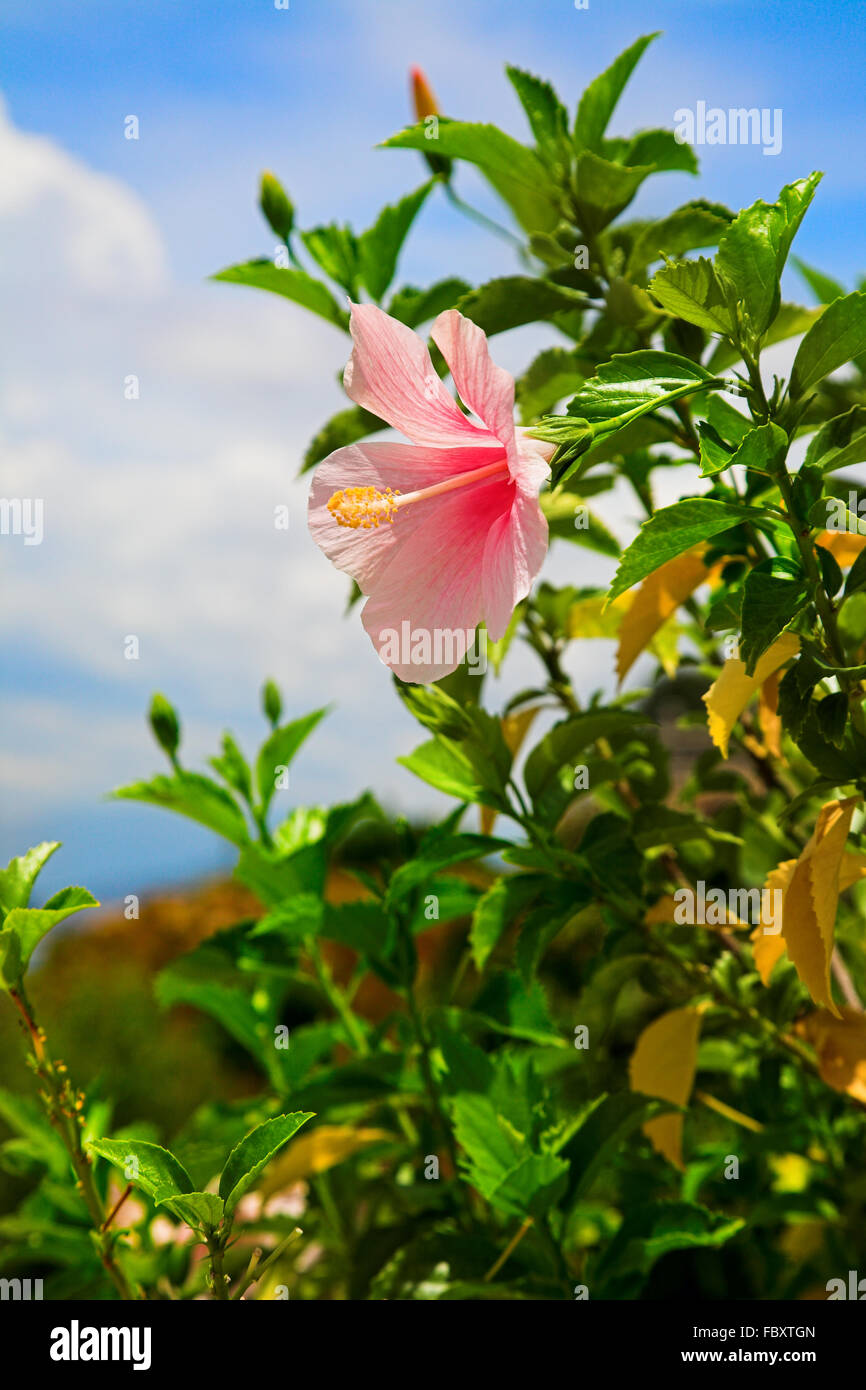 Perfect Pink Hibiscus Blossom Stock Photo - Alamy