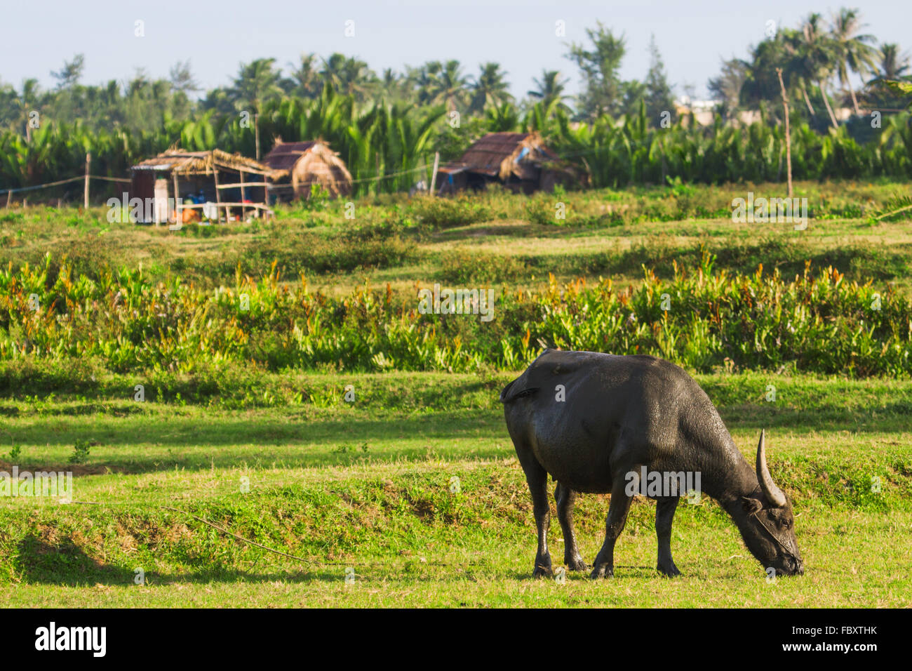 Buffallo hi-res stock photography and images - Alamy