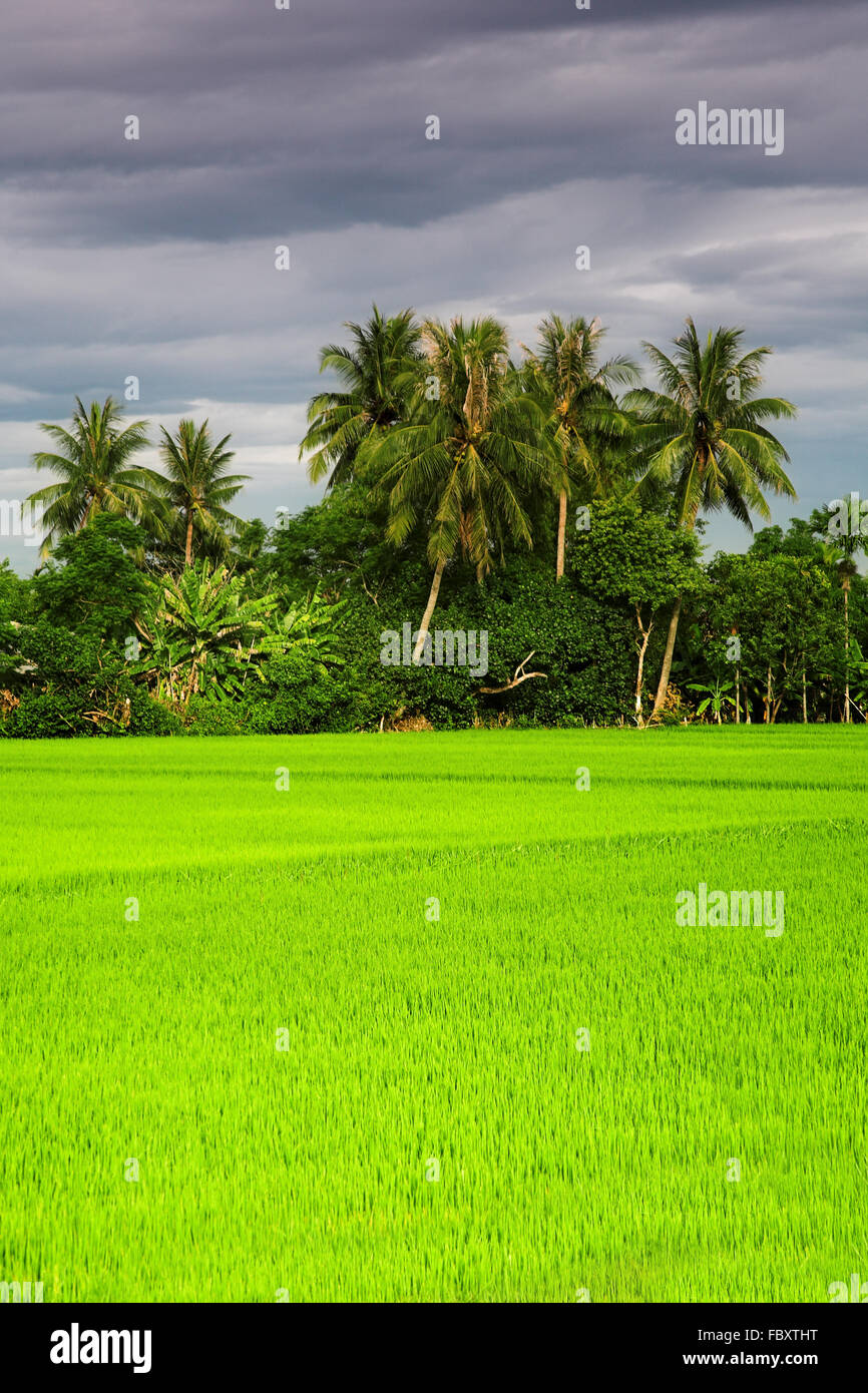 Green rice field Stock Photo - Alamy