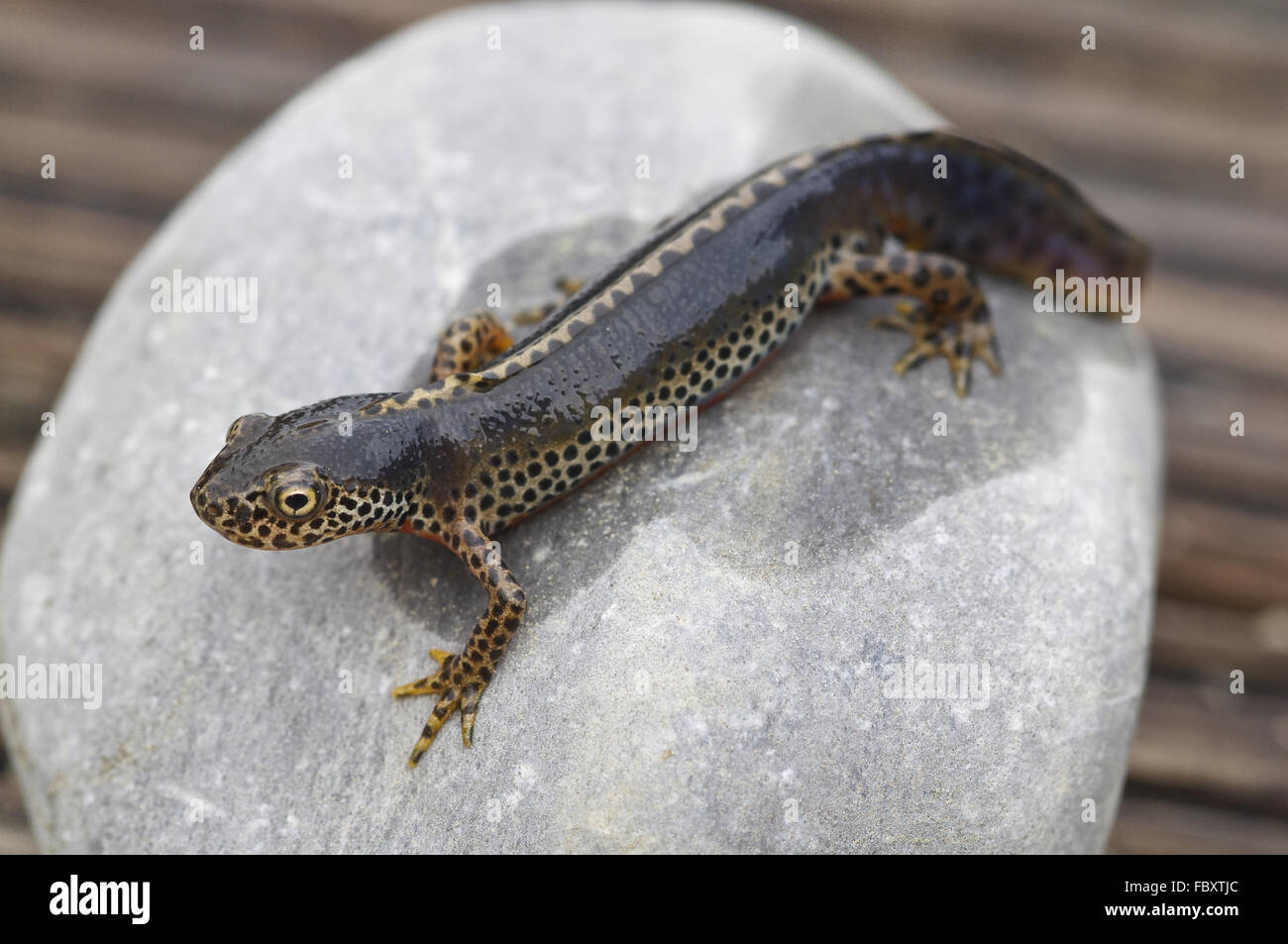 Alpine Newt (Ichthyosaura alpestris Stock Photo - Alamy