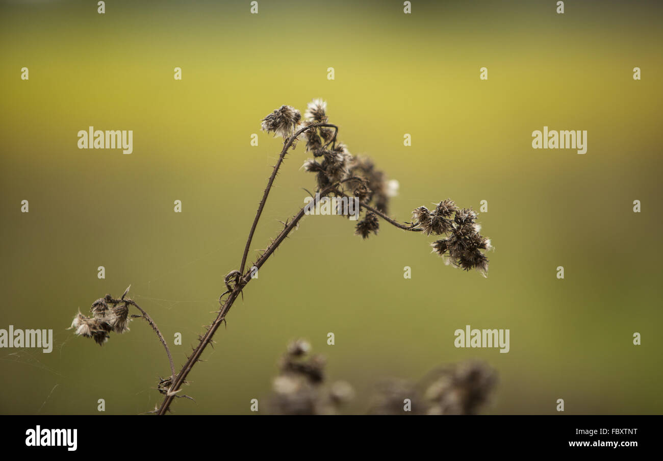 Withered plant hi-res stock photography and images - Alamy