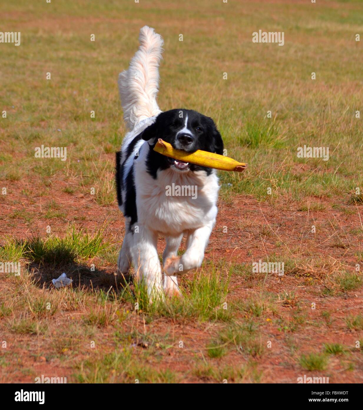 landseer, landseer dog, newfoundland, puppy, water work, waterwork, dog ...