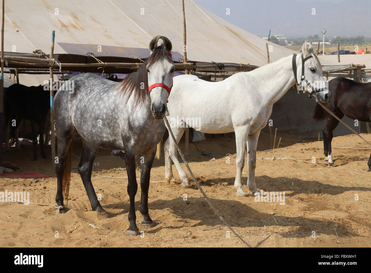 White horse pushkar fair rajasthan hi-res stock photography and images ...