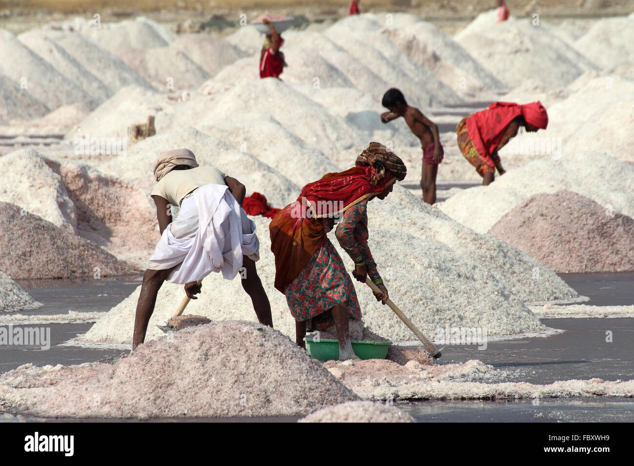 salt mining on Sambhar lake in India Stock Photo - Alamy