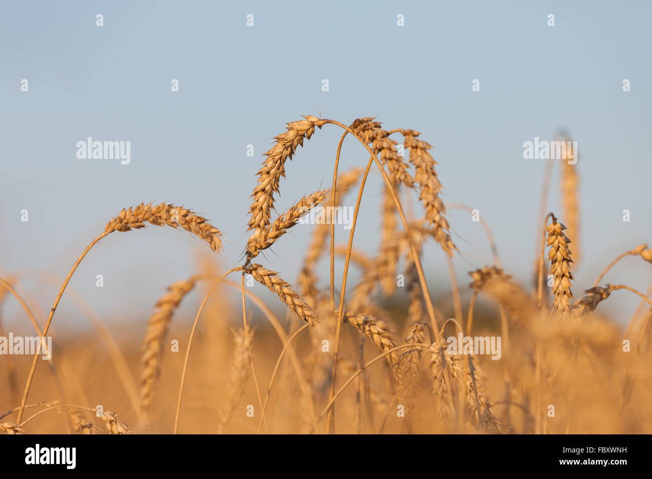 Wheat or rye agriculture field plant Stock Photo - Alamy