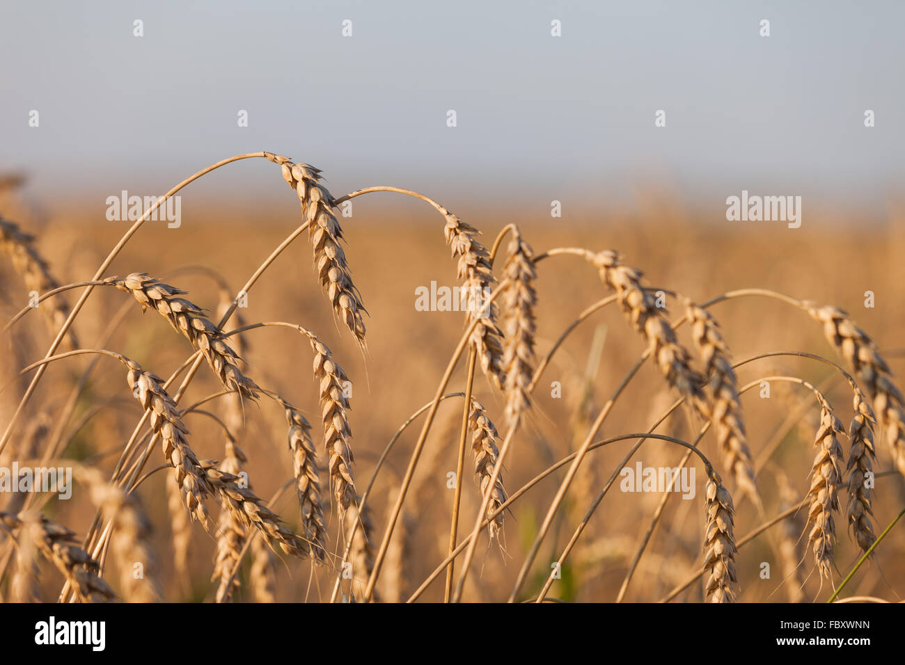 Wheat or rye agriculture field plant Stock Photo - Alamy