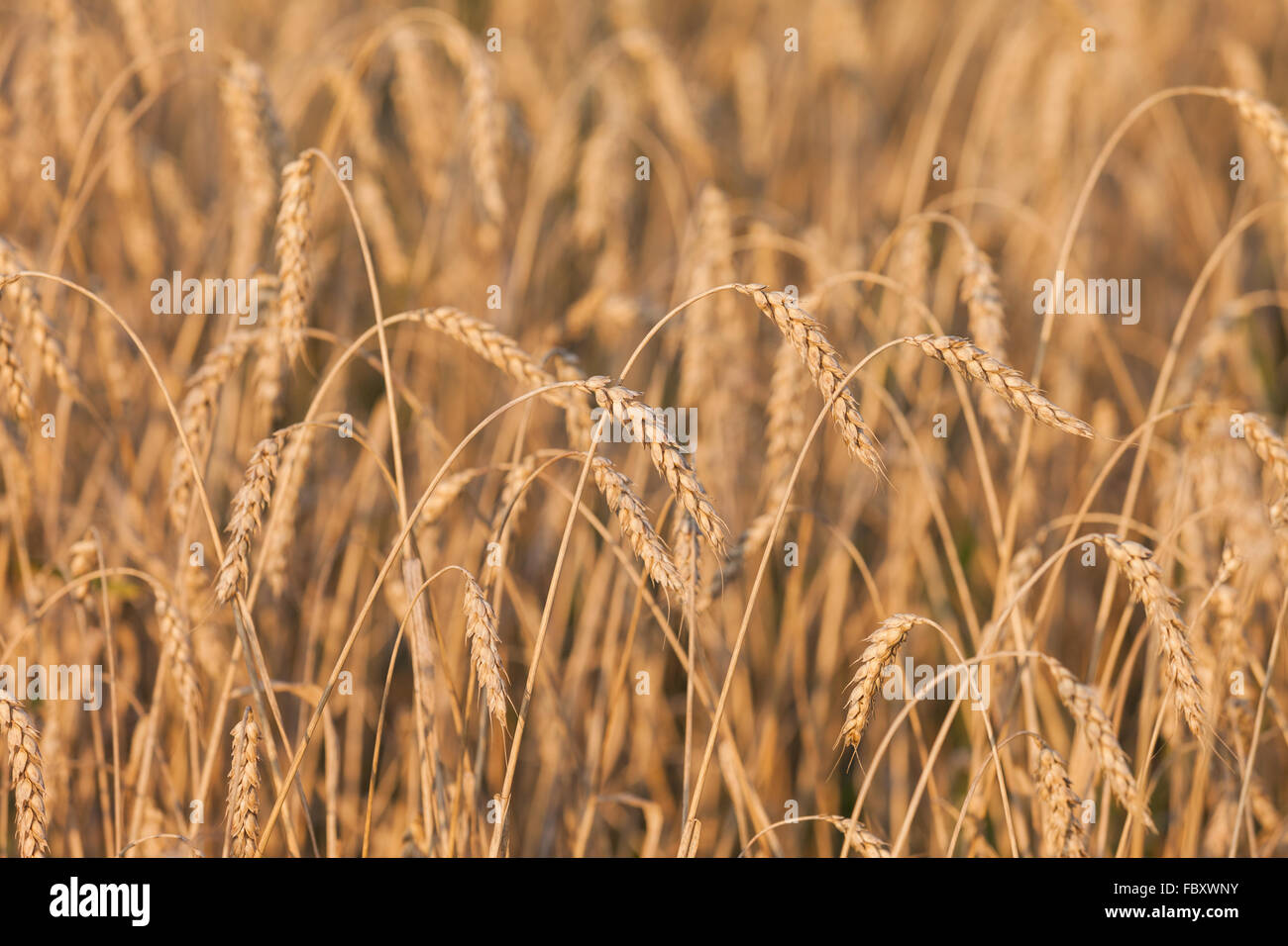 Wheat or rye agriculture field plant Stock Photo - Alamy