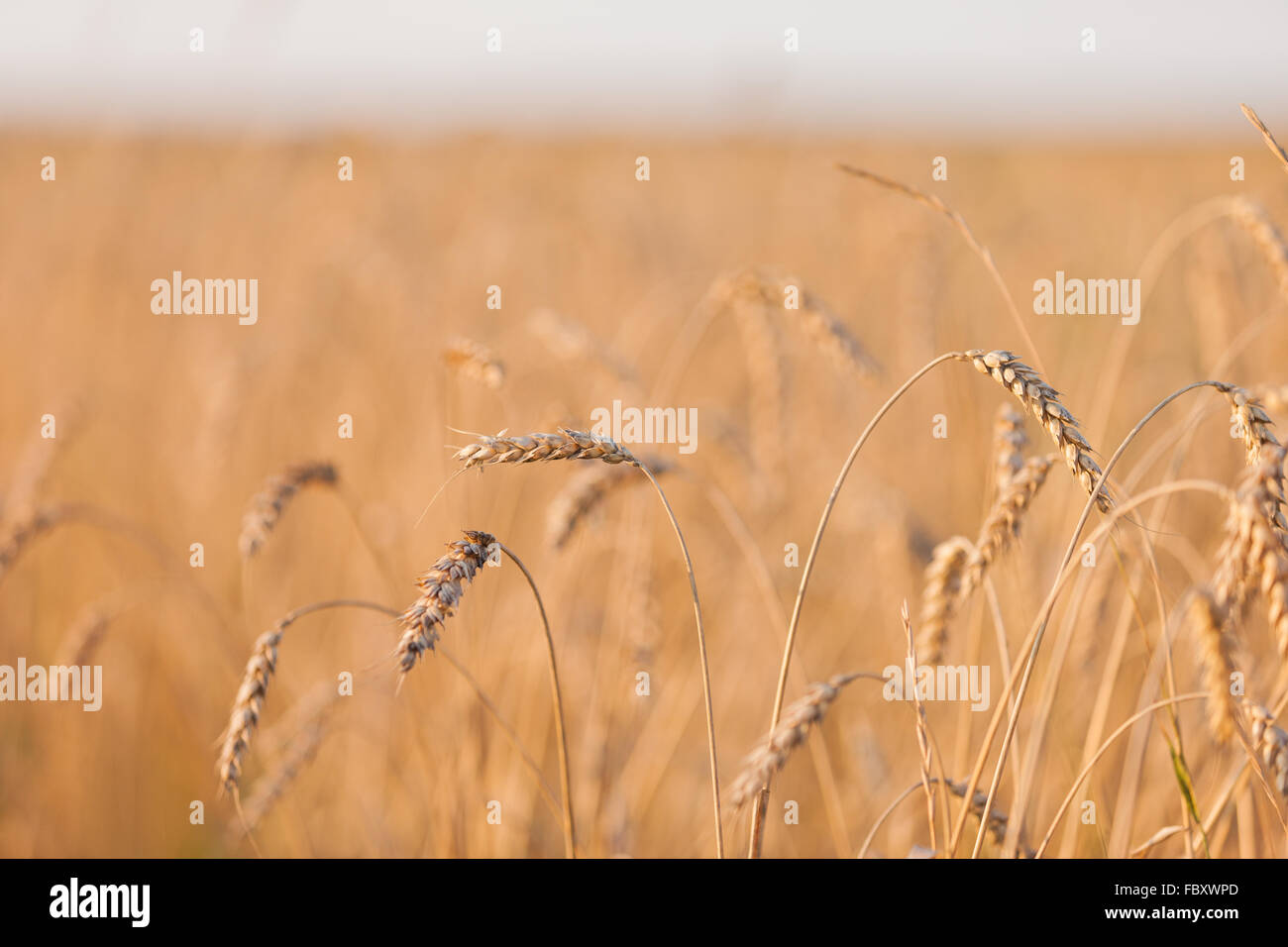 Rye plant hi-res stock photography and images - Alamy