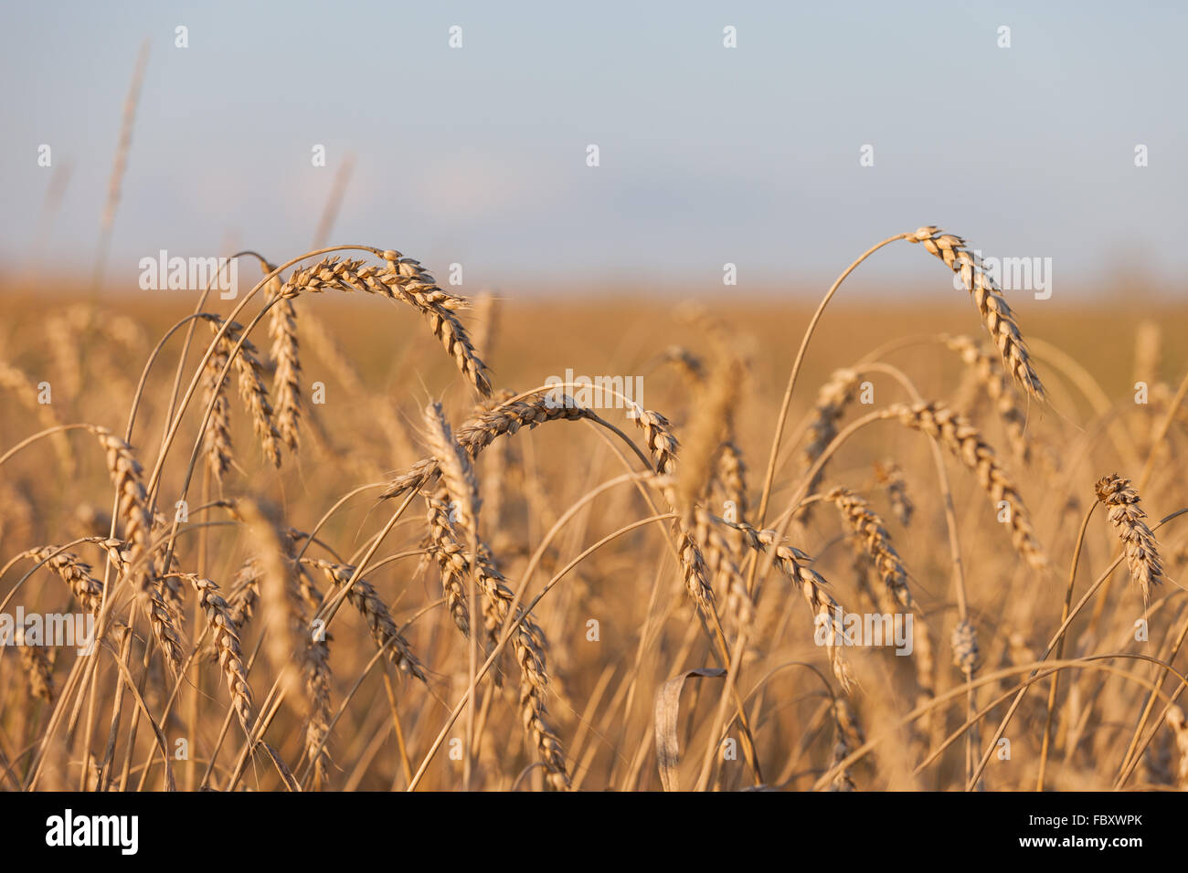 Wheat or rye agriculture field plant Stock Photo - Alamy