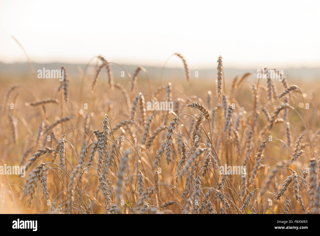 Wheat or rye agriculture field plant Stock Photo - Alamy