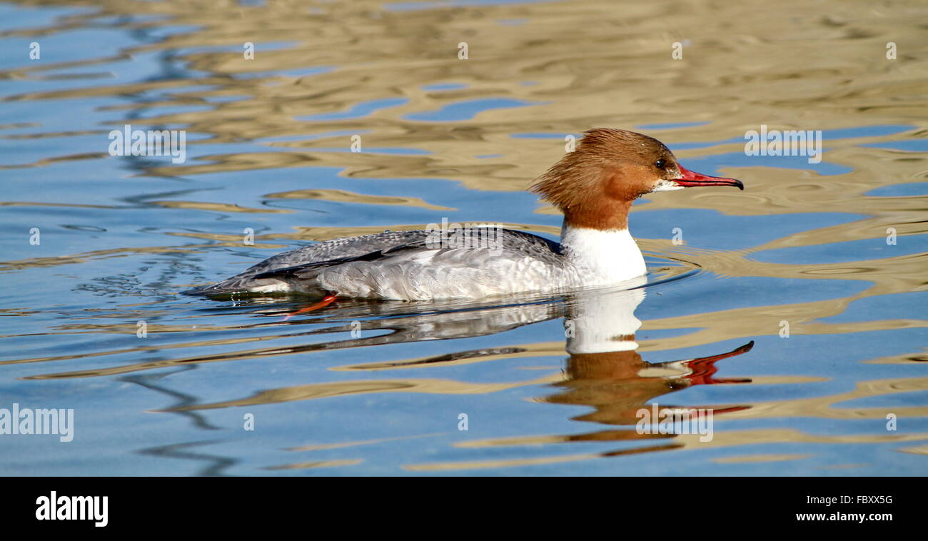 Goosander ducklings hi-res stock photography and images - Alamy