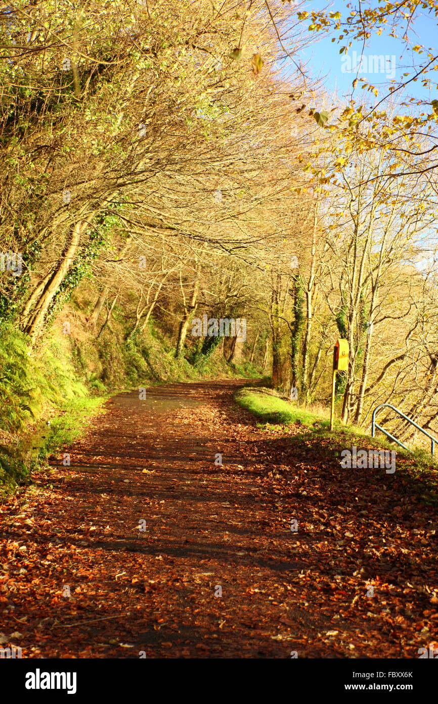 Autumn Pathway. Co.Cork, Ireland Stock Photo - Alamy