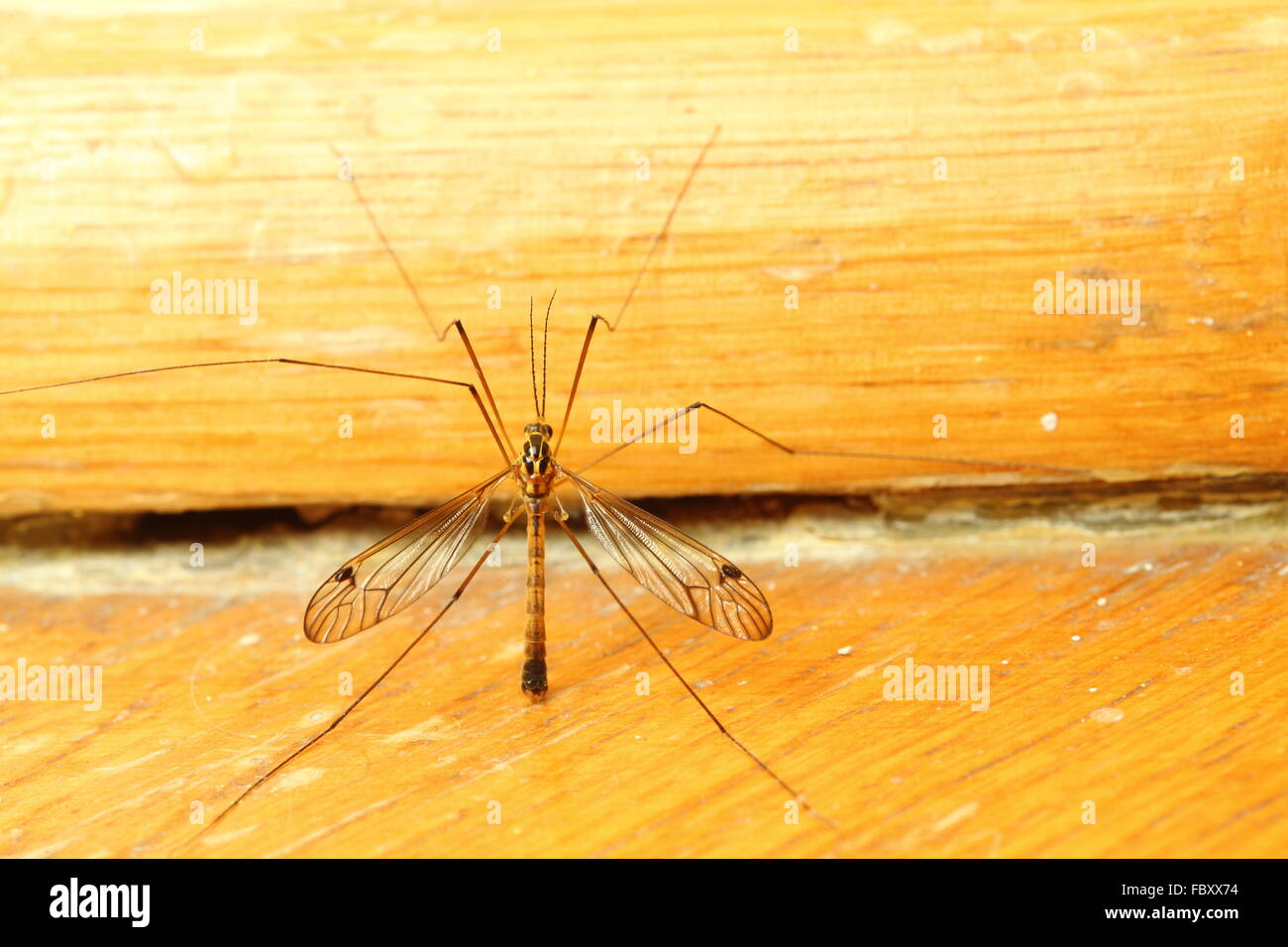 Mosquitoe bite hi-res stock photography and images - Alamy