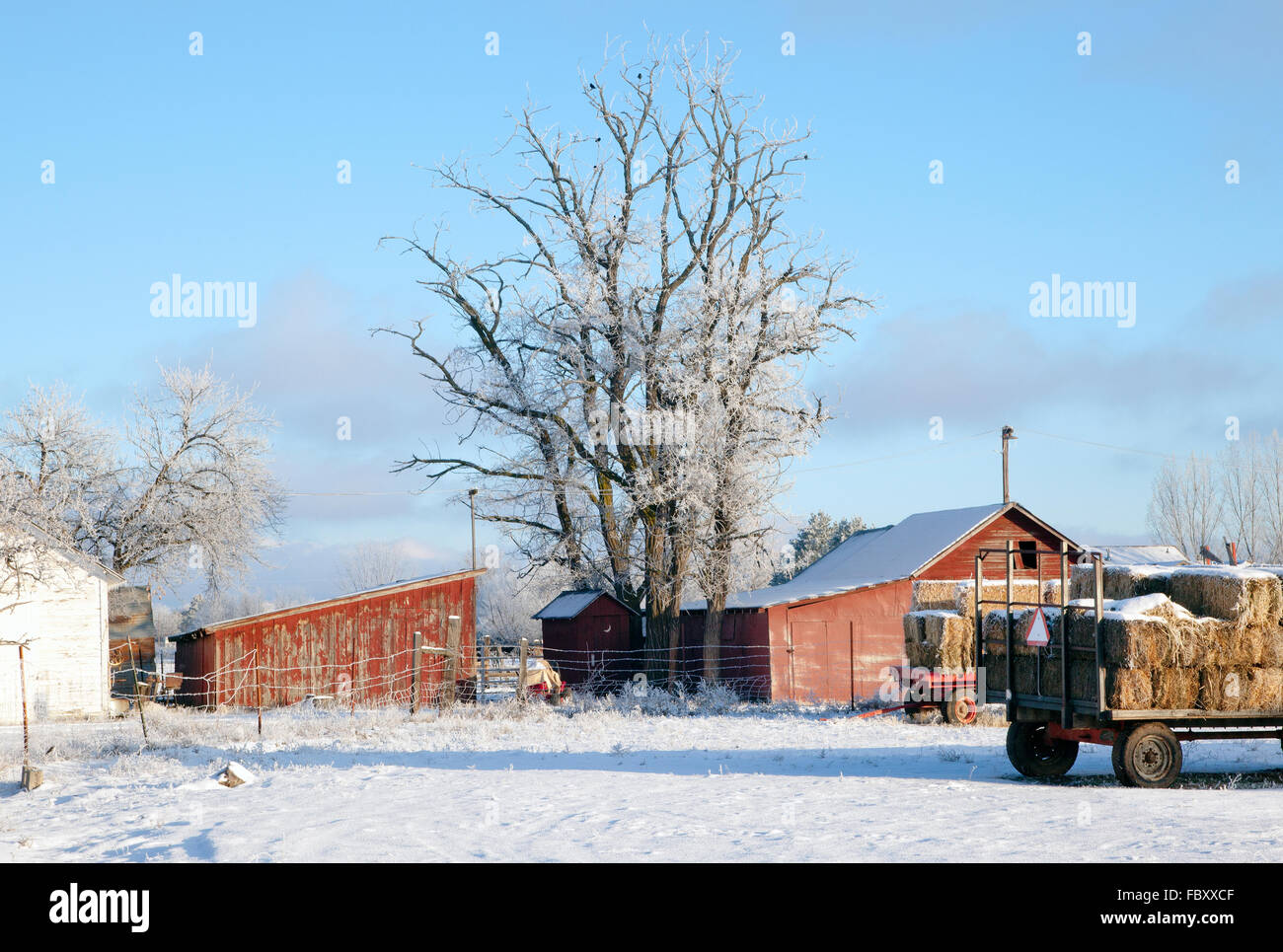 Frosty winter sunset on a farm with blue sky,2015 Stock Photo - Alamy