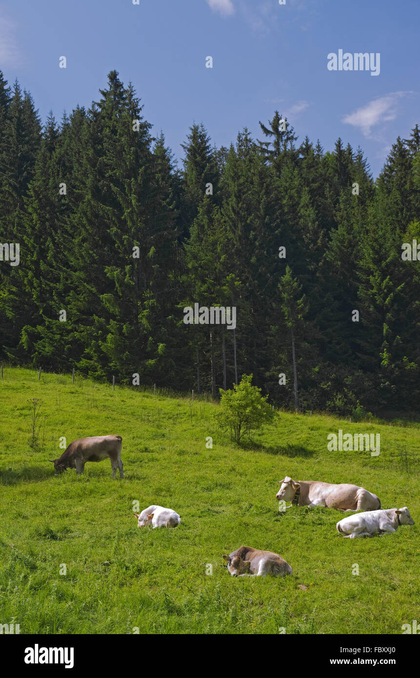 alpine meadow cows Stock Photo - Alamy