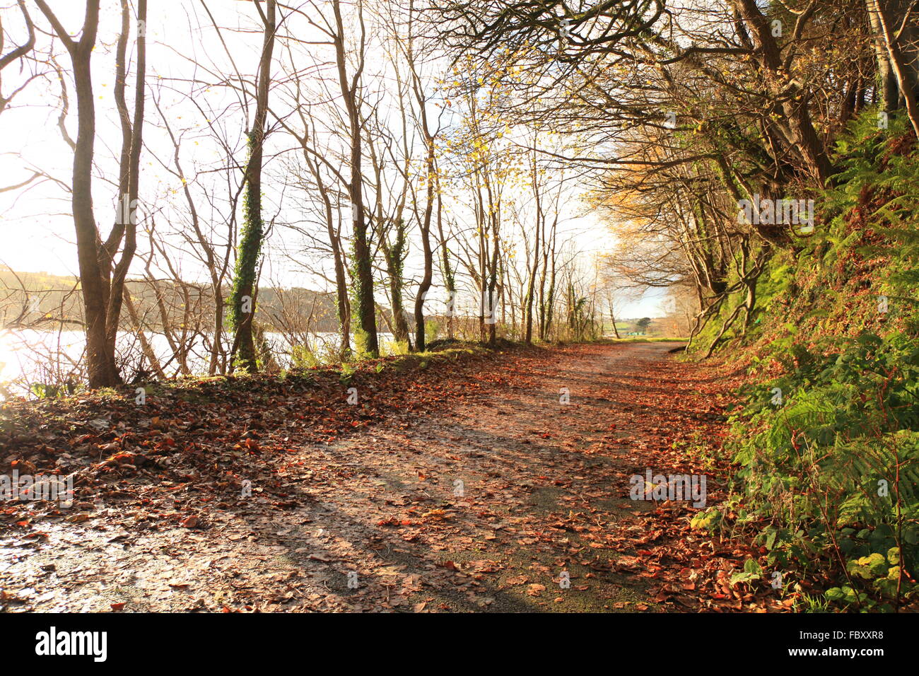 Fall foliage ireland hi-res stock photography and images - Alamy