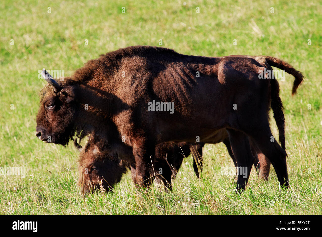 Male bison herd pasture hi-res stock photography and images - Alamy