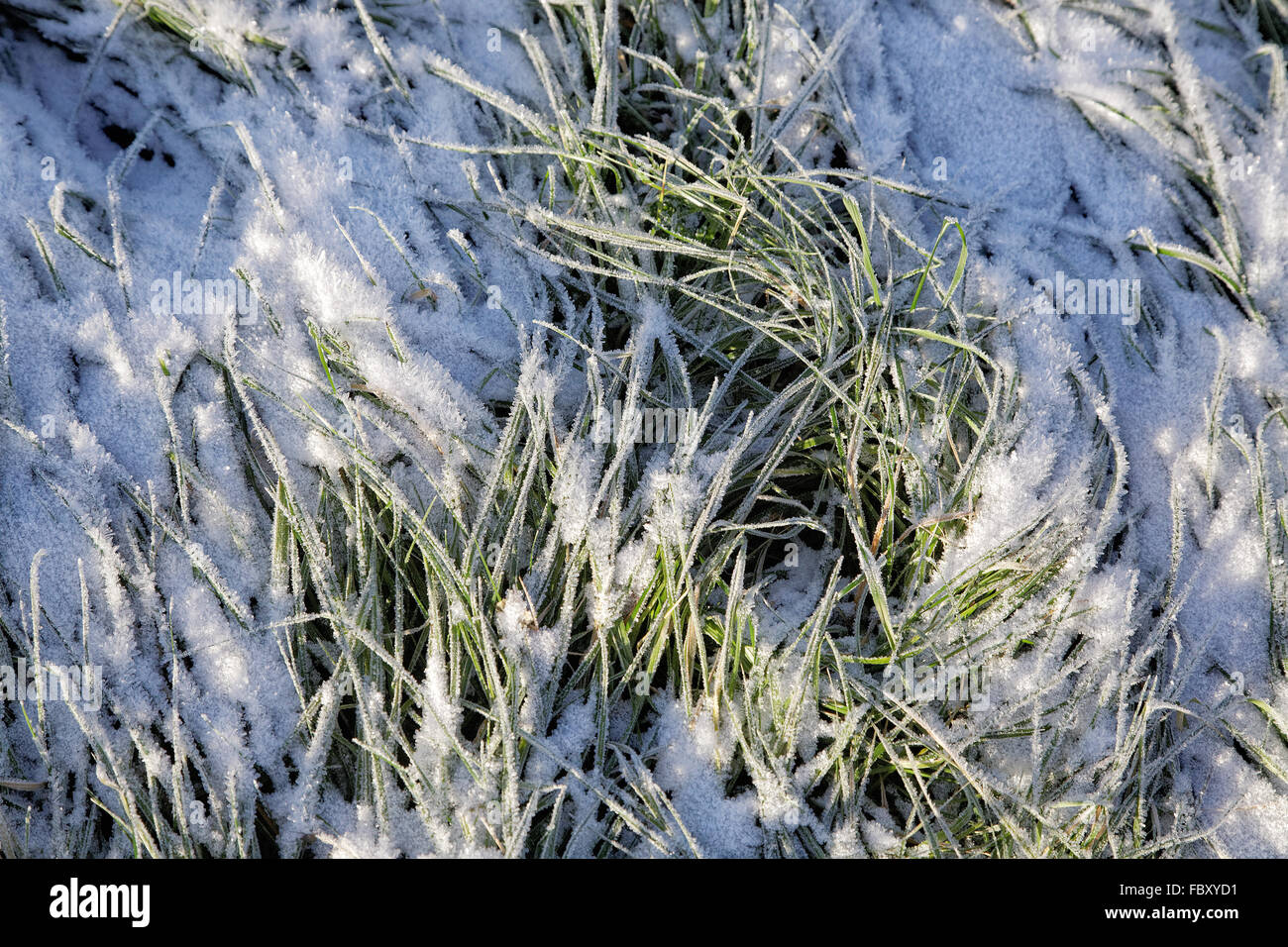 Grass covered with hoarfrost hi-res stock photography and images - Alamy