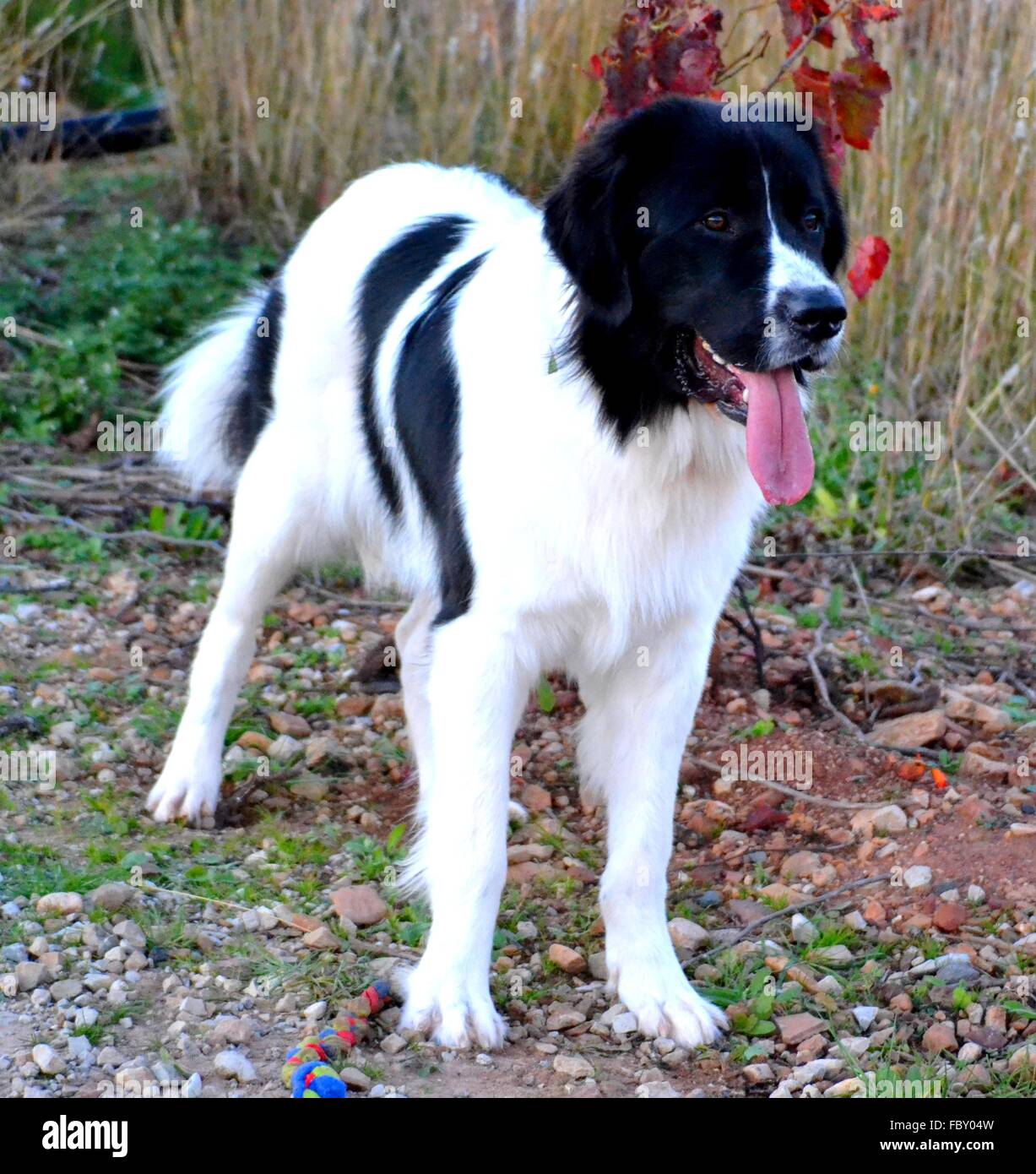 landseer, landseer dog, newfoundland, puppy, water work, waterwork, dog ...