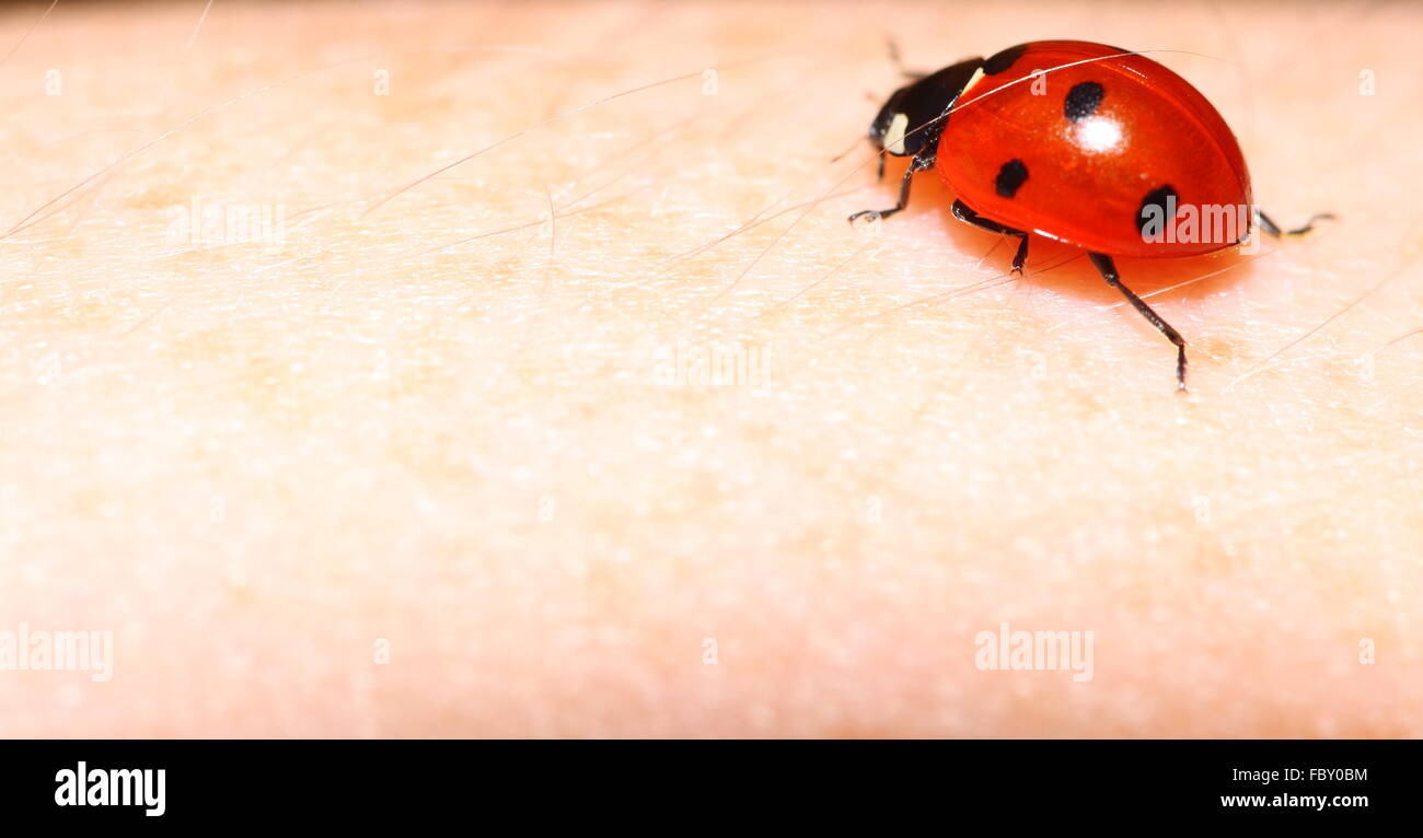 ladybug ladybird on hand nature spring Stock Photo - Alamy