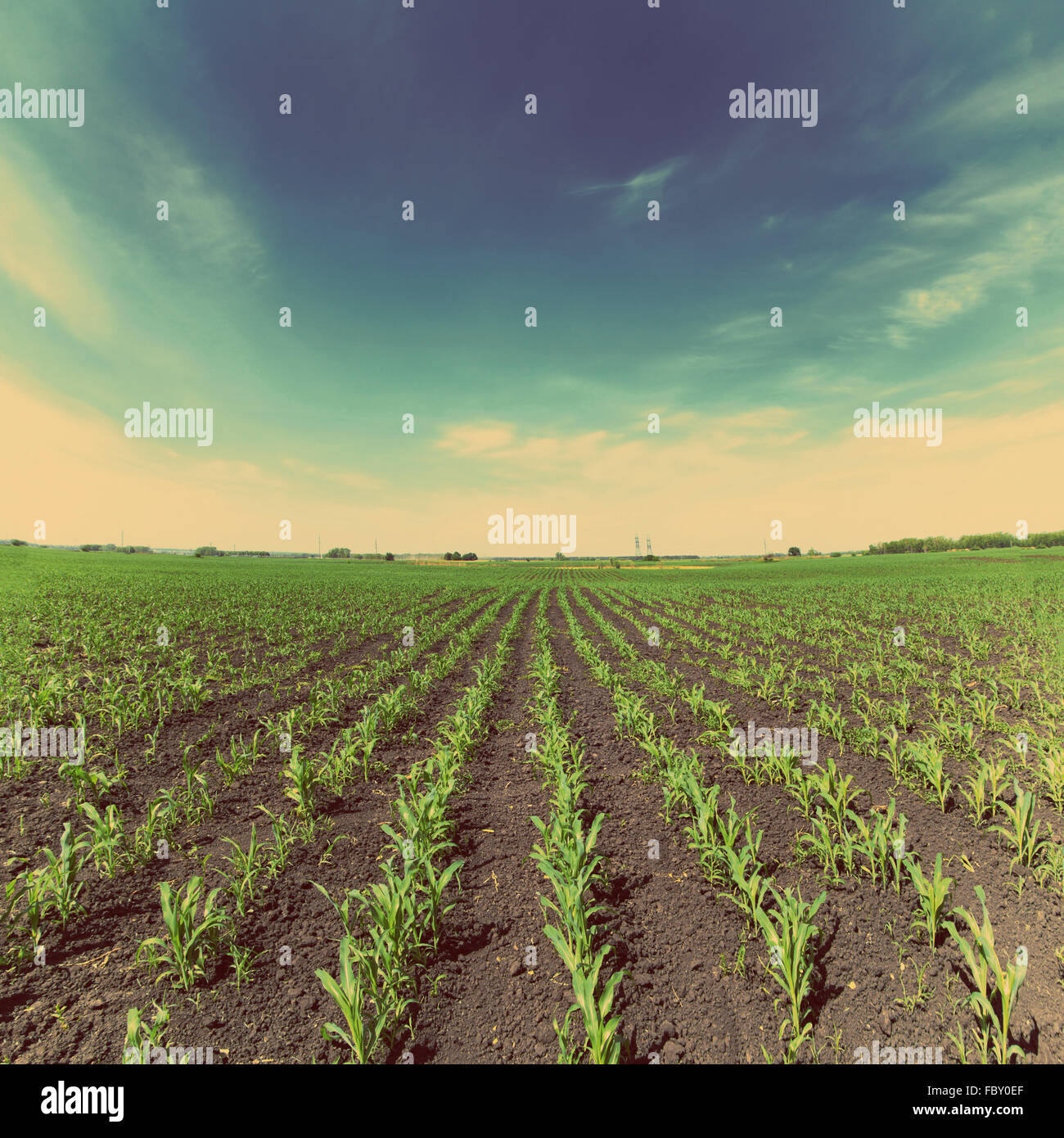 corn field - vintage retro style Stock Photo - Alamy