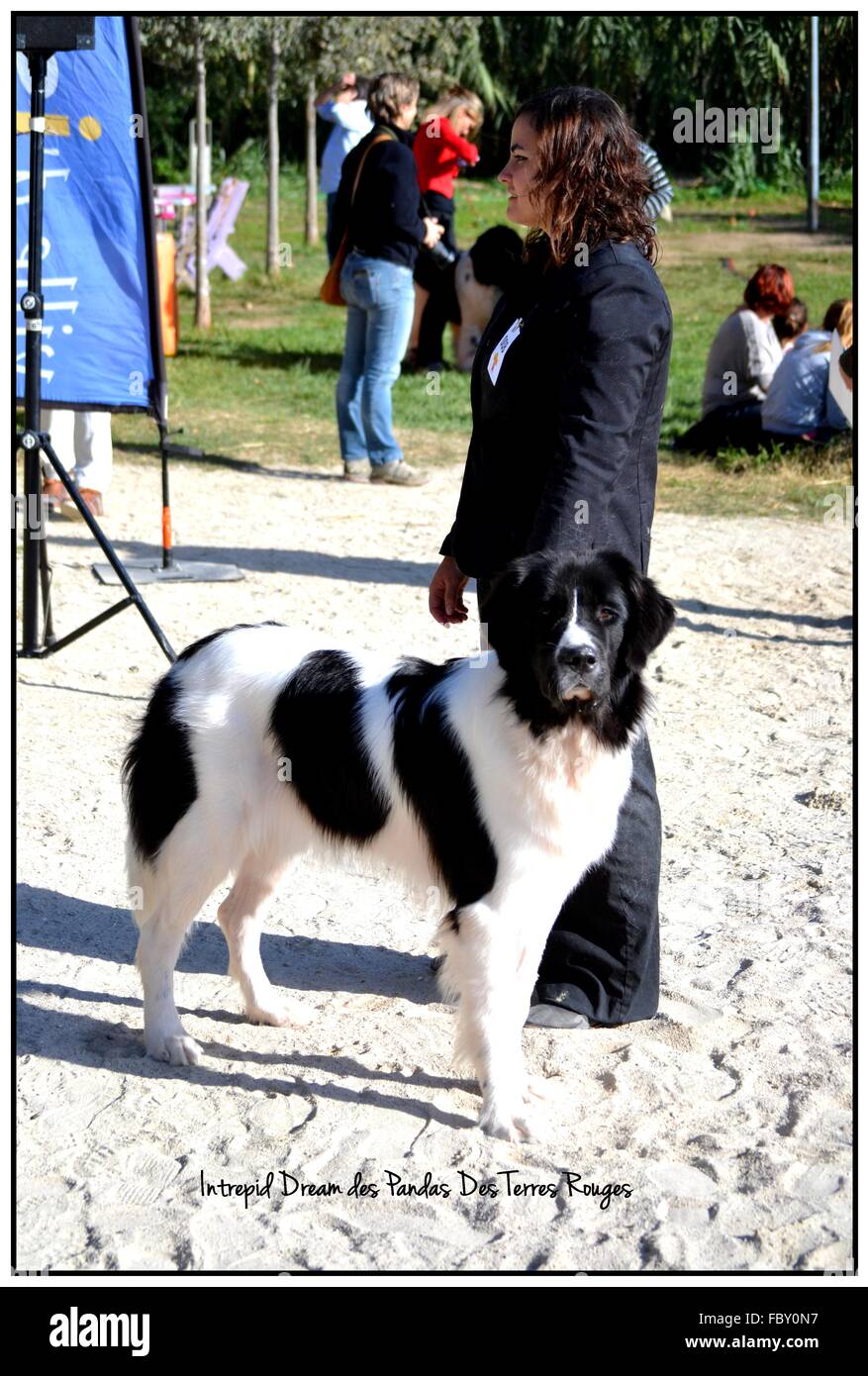 landseer, landseer dog, newfoundland, puppy, water work, waterwork, dog ...