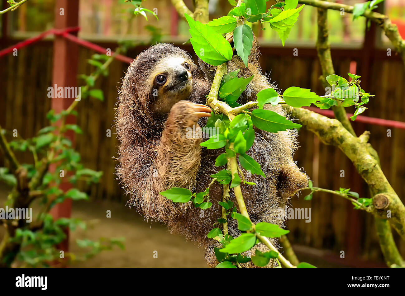 Sloths climb costa rica hi-res stock photography and images - Alamy