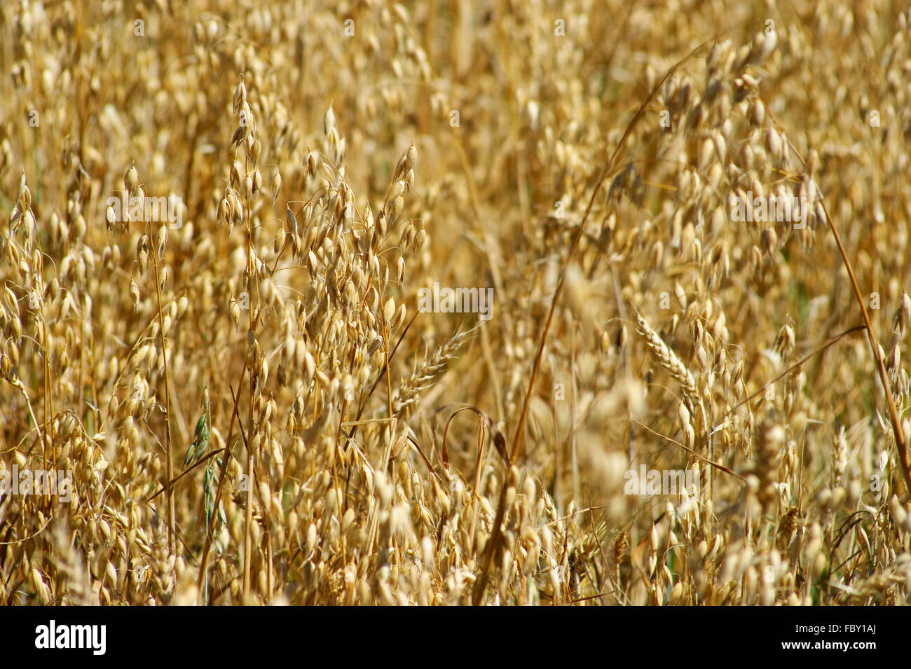 texture background of hay Stock Photo - Alamy