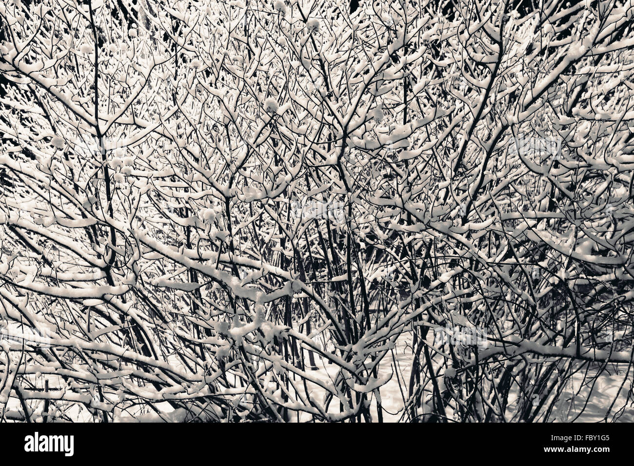 Branches of a shrub hi-res stock photography and images - Alamy