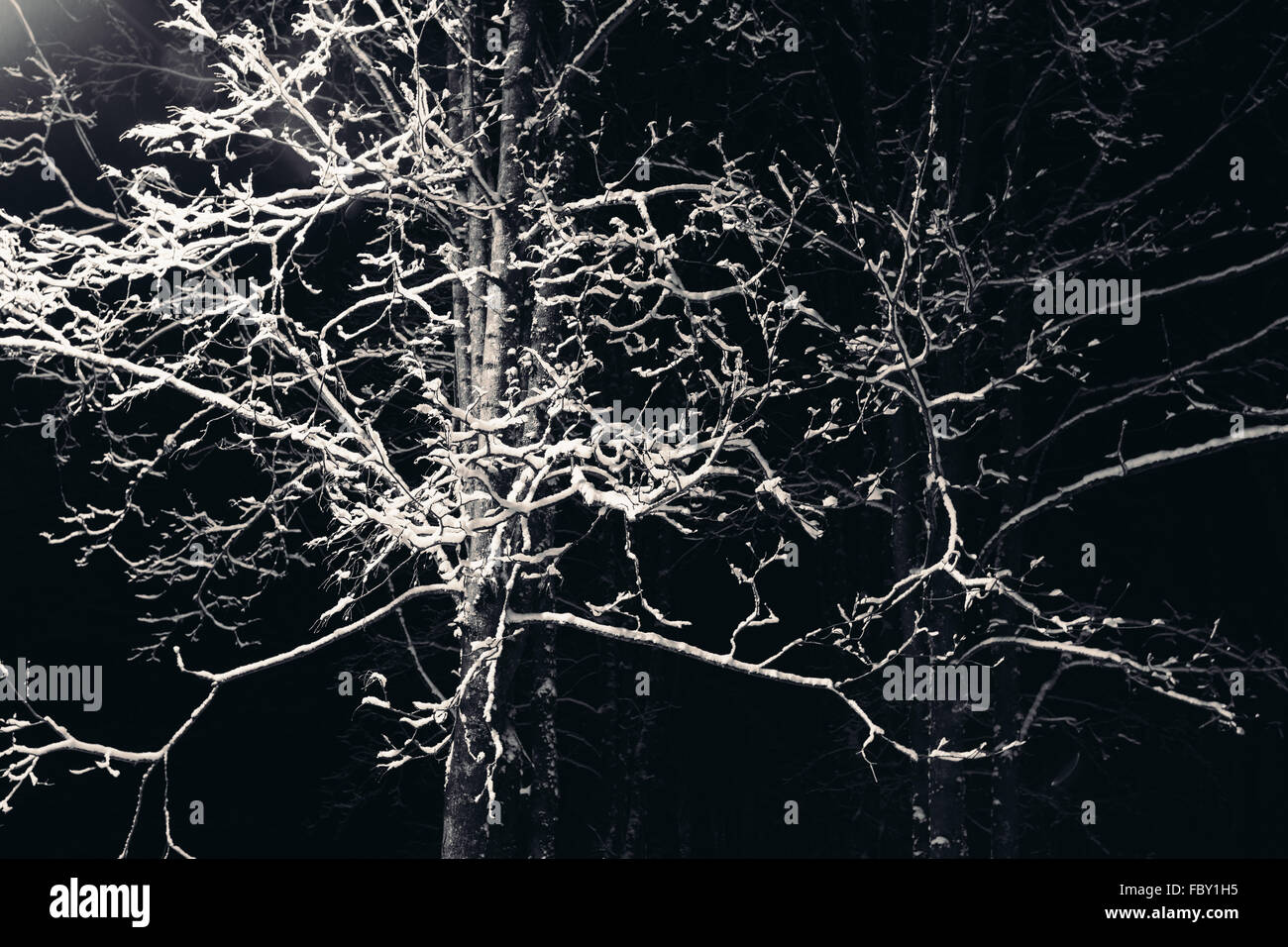 Tree branches with snow at night Stock Photo - Alamy