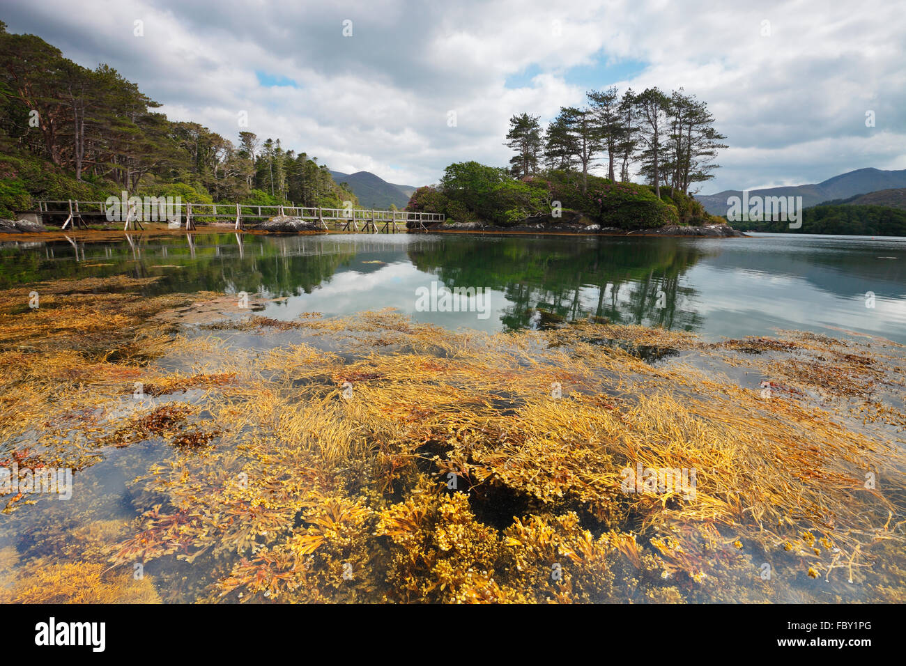 Dereen Gardens near Kenmare on peninsula Beara, County Kerry, Ireland ...
