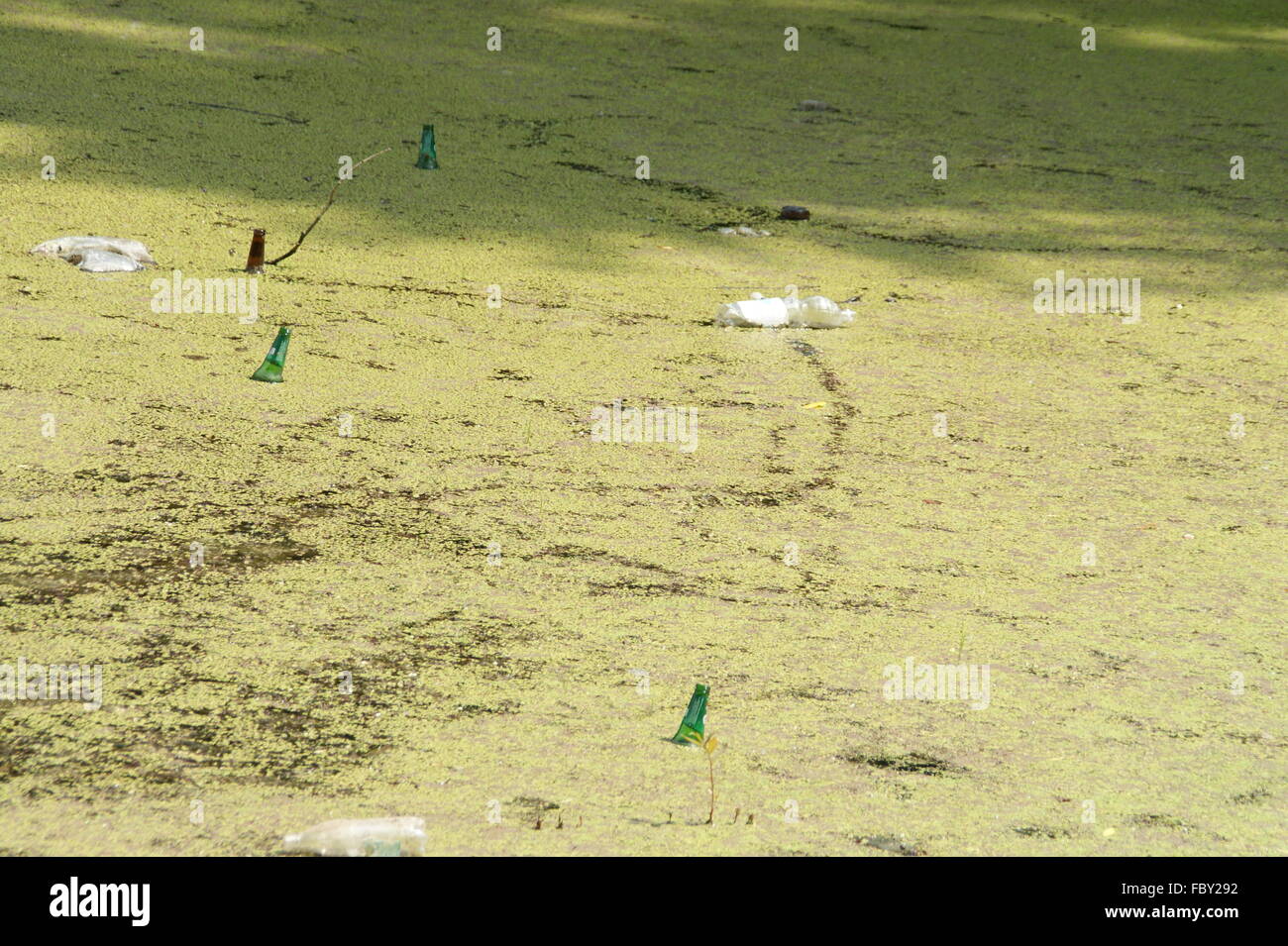 Bottle garbage in dirty green water Stock Photo - Alamy