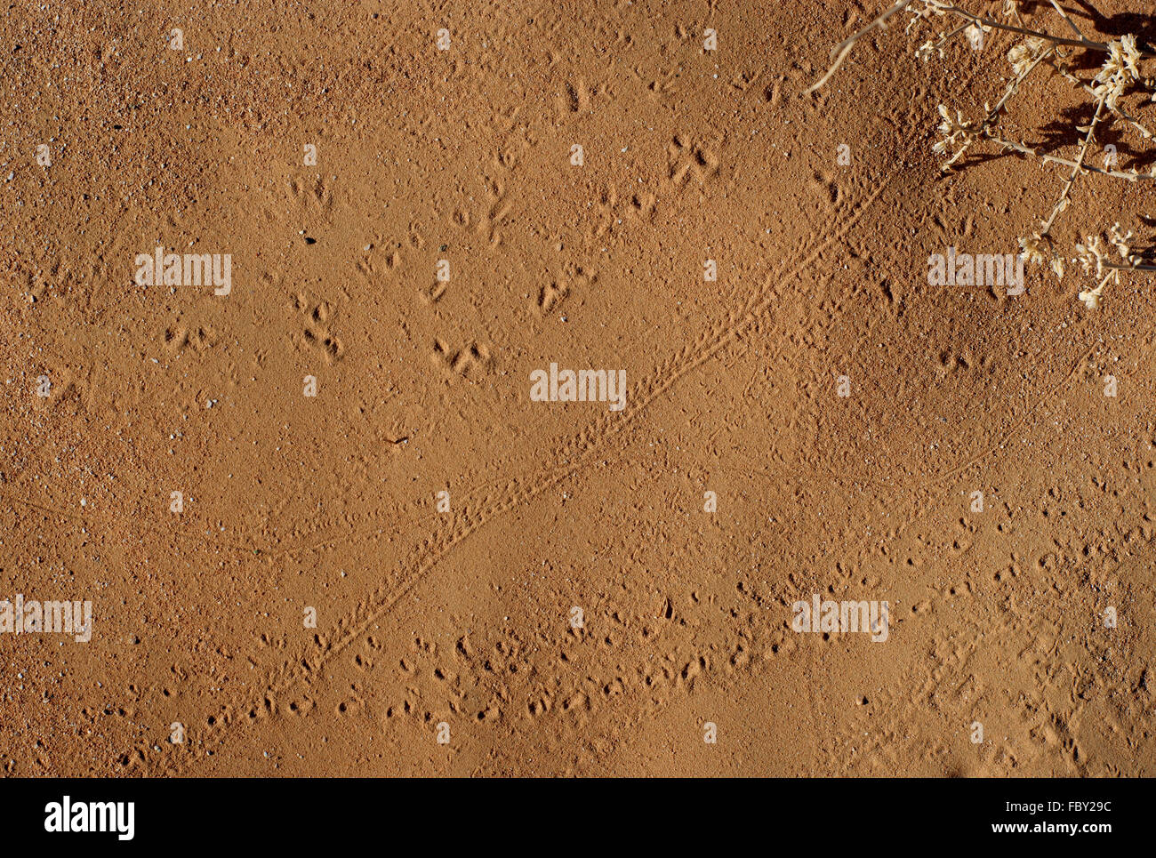 Sand Dune Insect Track High Resolution Stock Photography and Images - Alamy