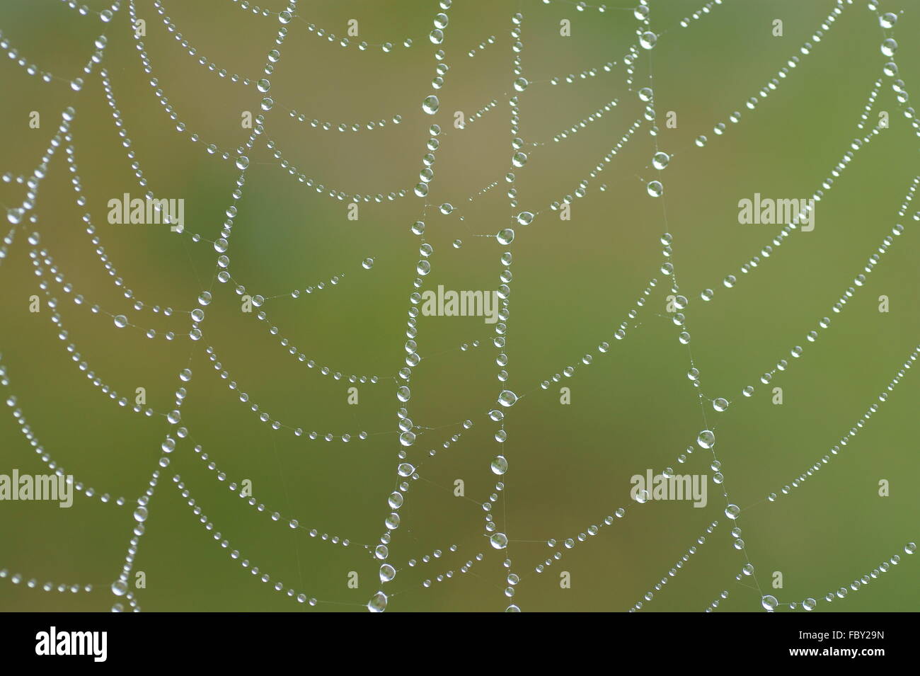 spider web and drop Stock Photo - Alamy