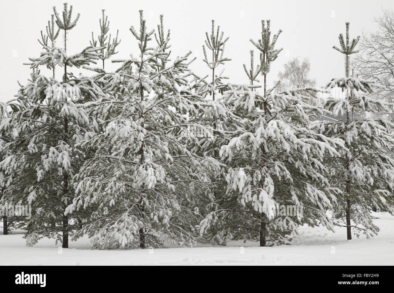 Thick fir hi-res stock photography and images - Alamy