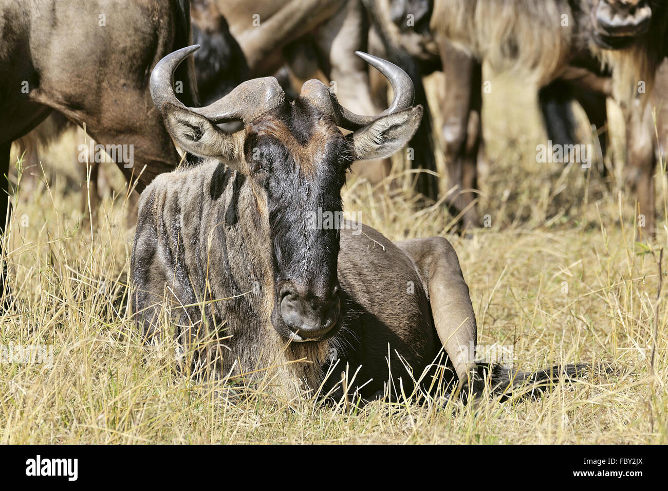 Wildebeest face hi-res stock photography and images - Alamy