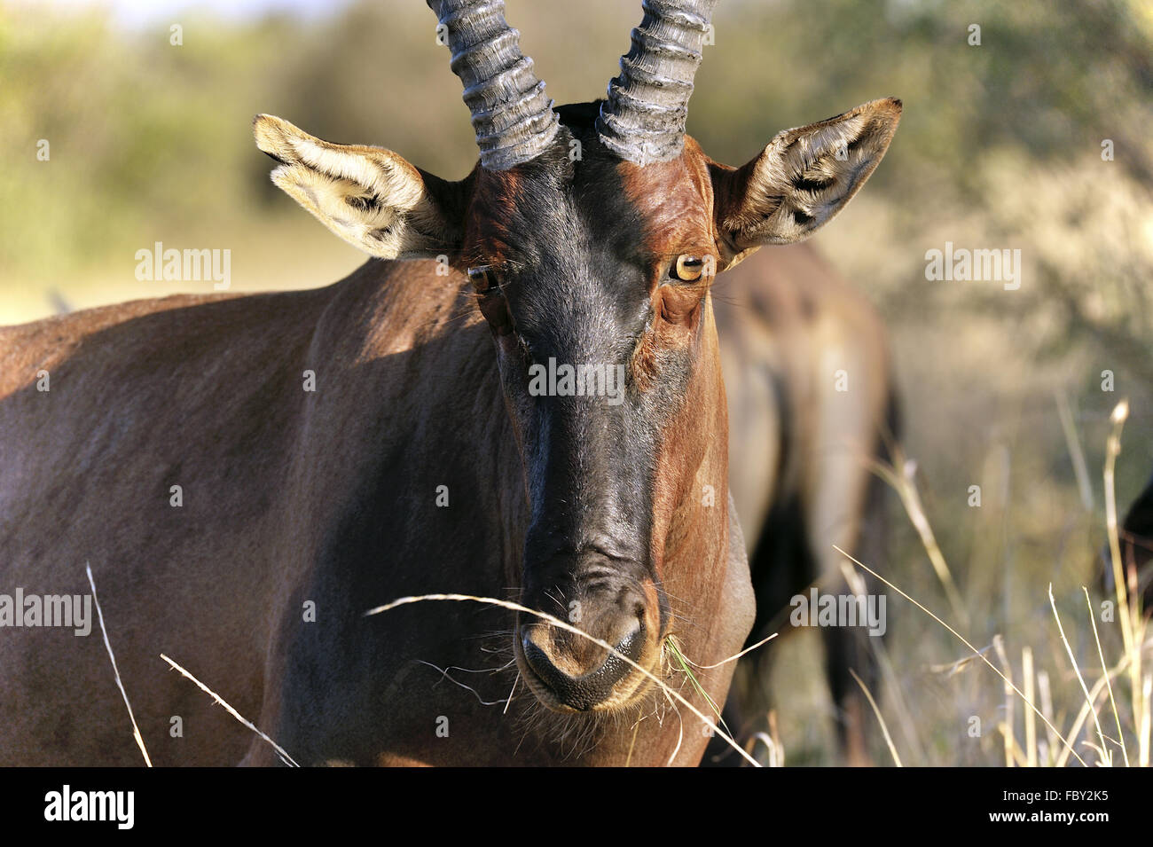 Face of a Topi Antelope Stock Photo - Alamy