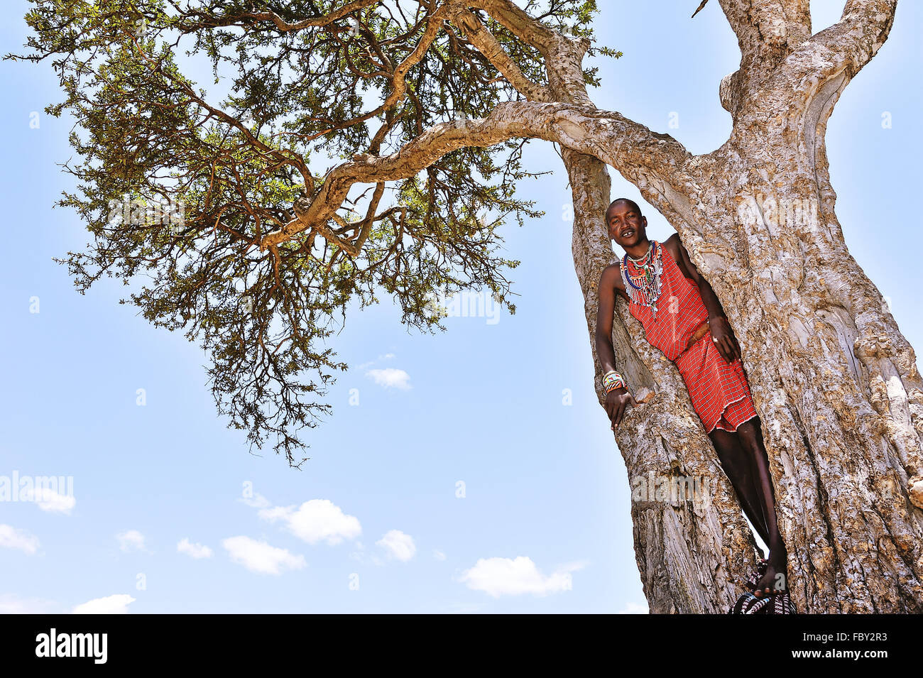 massai in acacia Stock Photo - Alamy