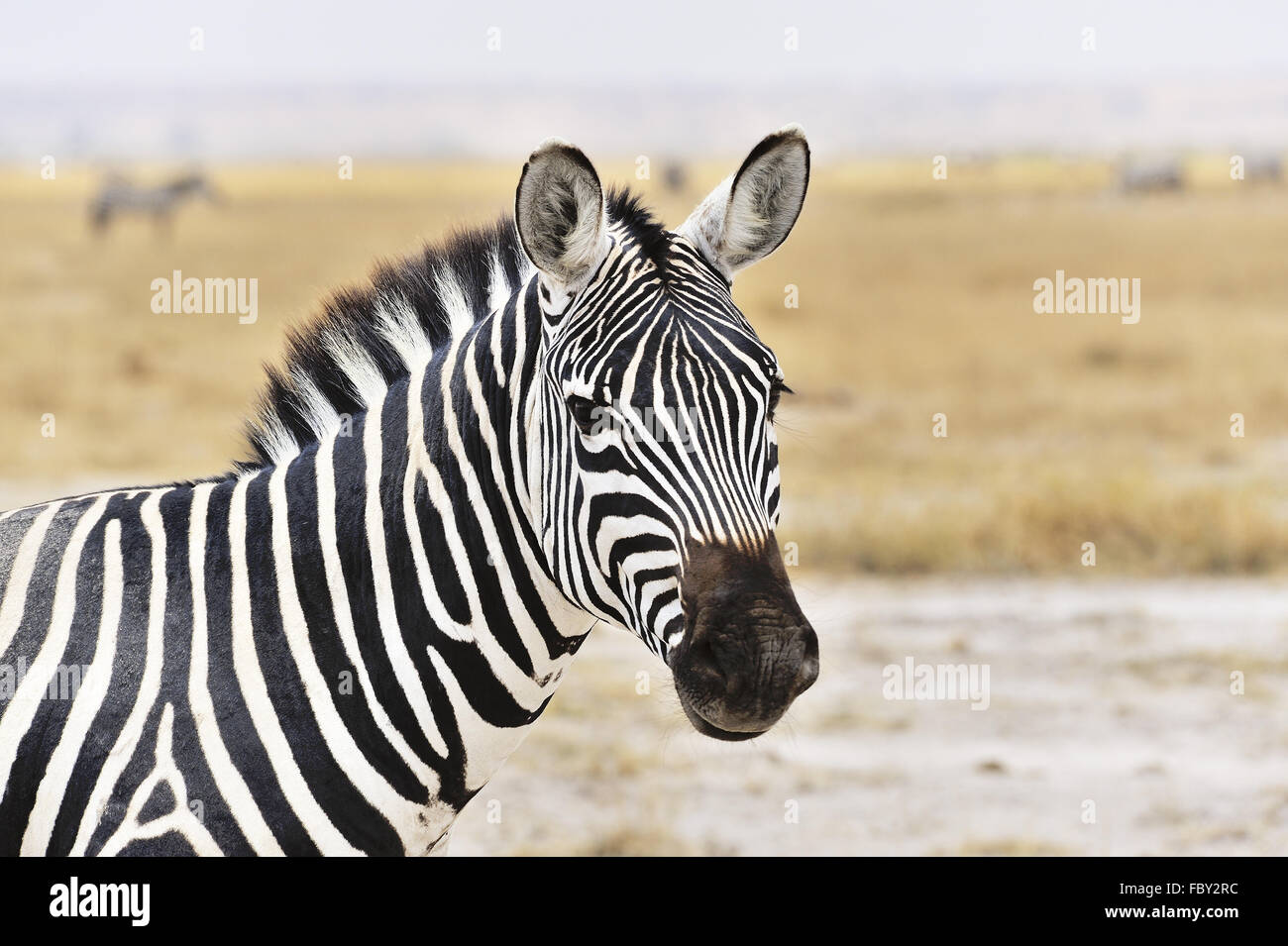 Zebra wildtiere hi-res stock photography and images - Alamy