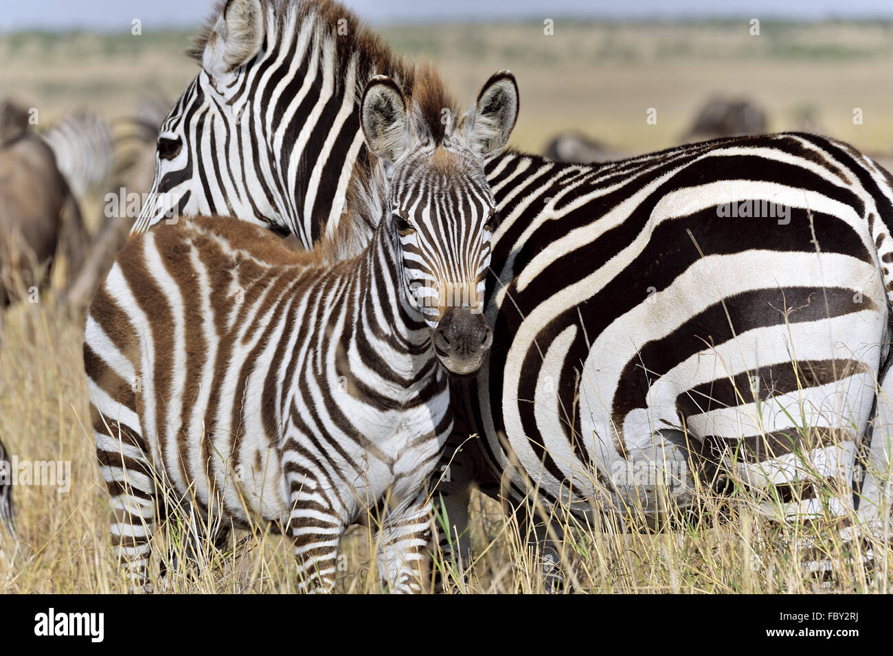 Zebra, mother and child Stock Photo - Alamy