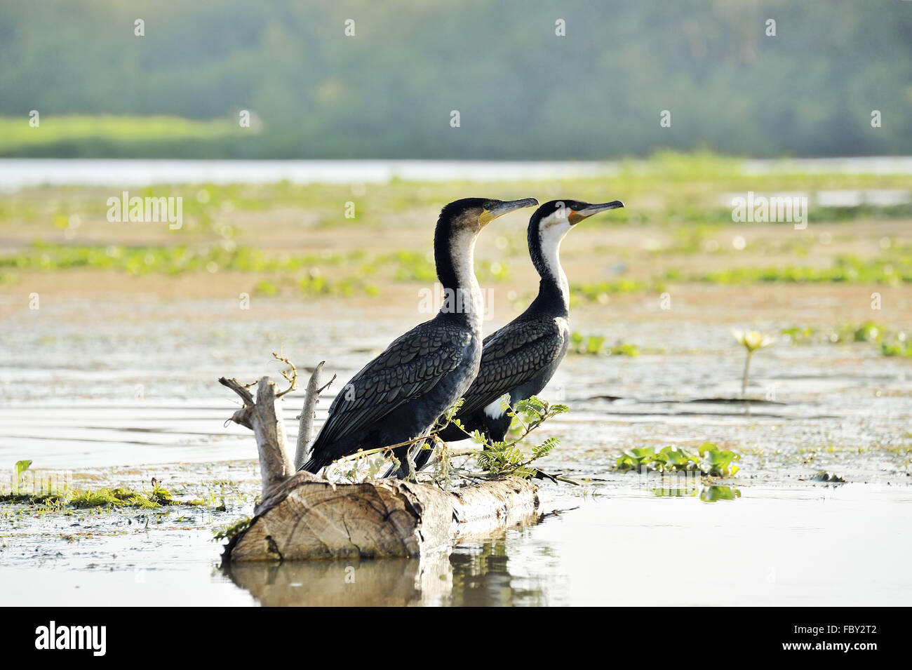 Comoran Couple, male and female Stock Photo - Alamy