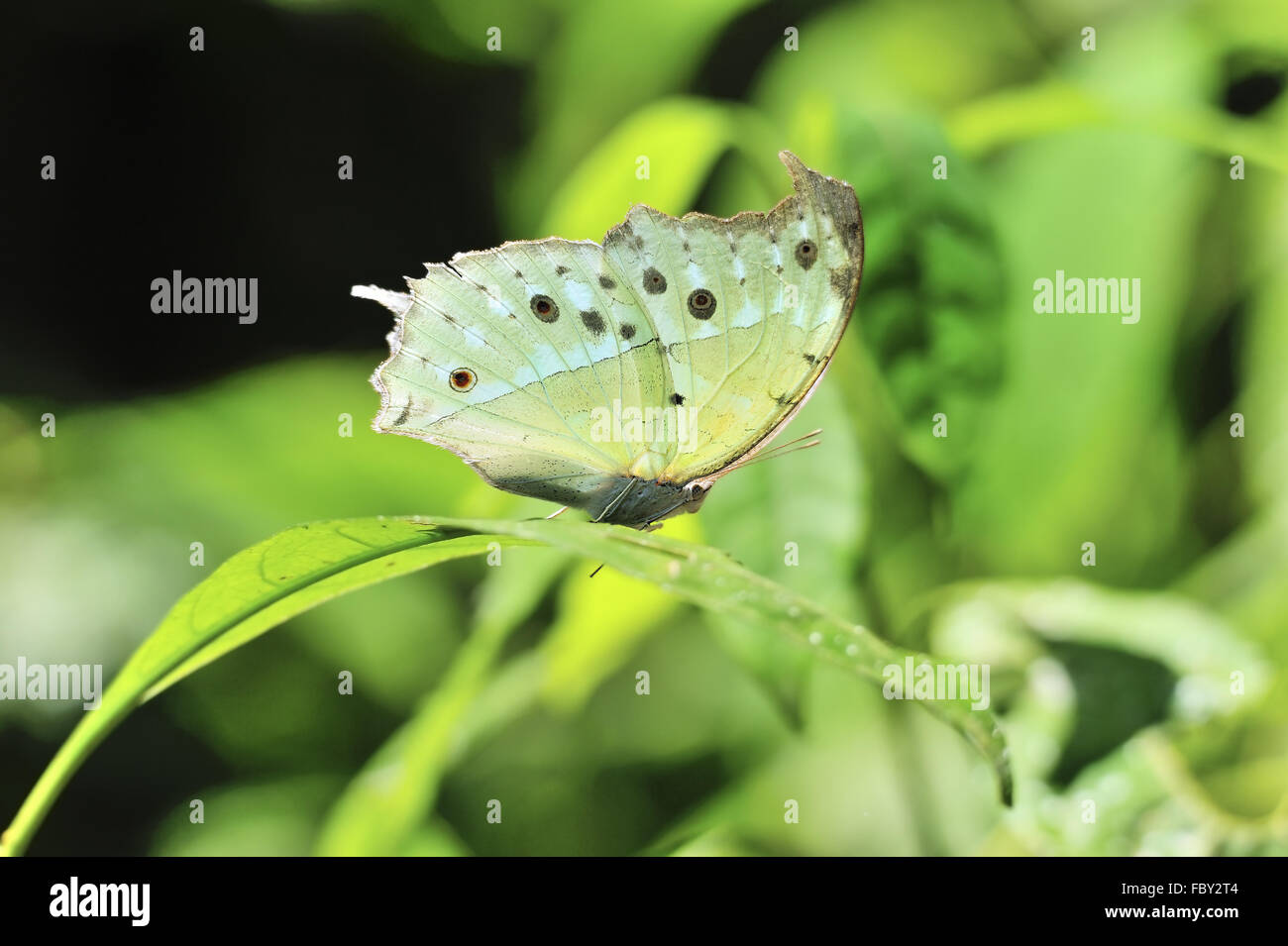 Rainforest butterfly hi-res stock photography and images - Alamy