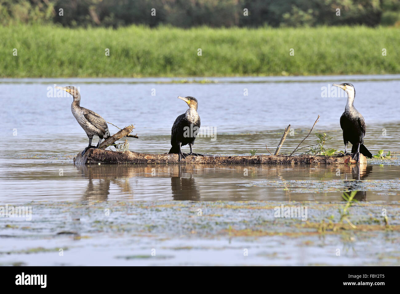 Cormorants on Lake Victoria Stock Photo - Alamy