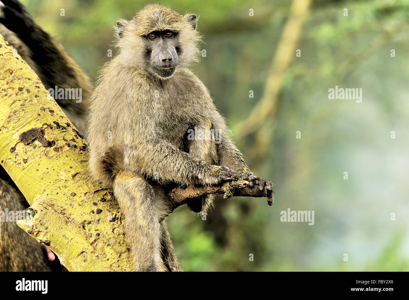 Young funny Baboon Stock Photo - Alamy