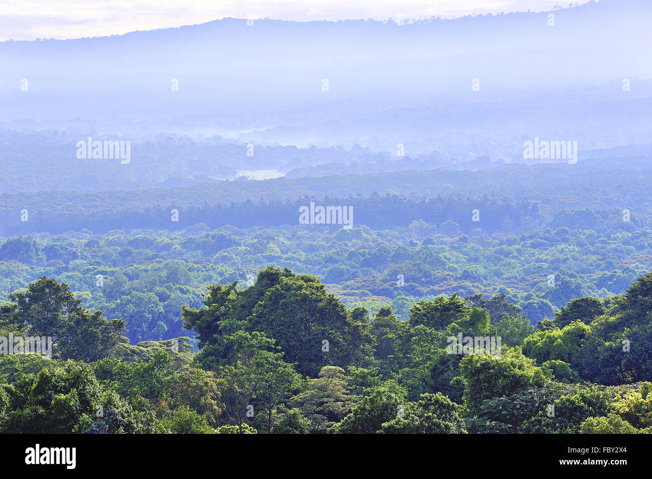 Kenya rainforest hi-res stock photography and images - Alamy