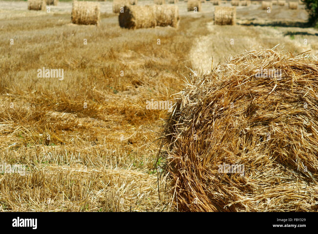 Rolled straw after harvesting - wheat field Stock Photo - Alamy